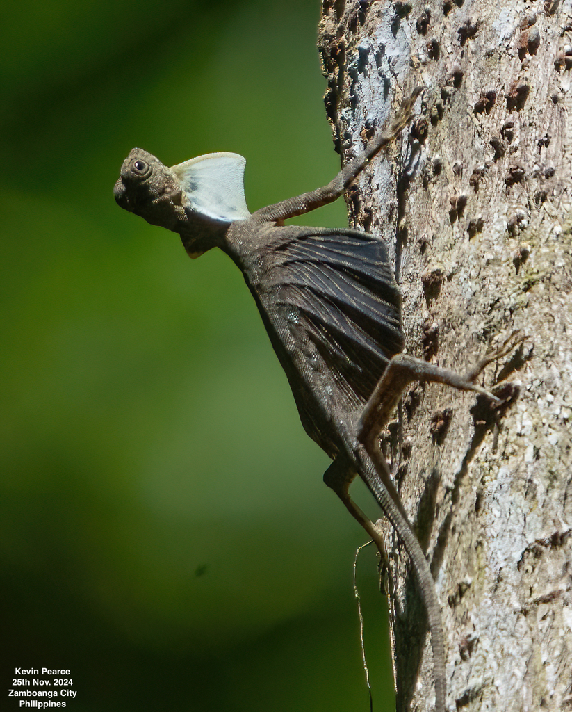 Two-spotted Flying Lizard from Pamucutan, Zamboanga, Zamboanga del Sur ...