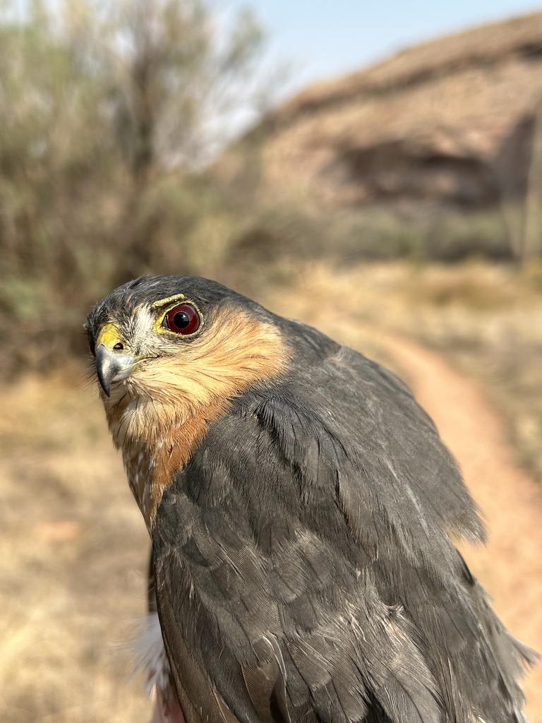 Sharp-shinned Hawk from Cisco, UT, US on October 6, 2024 at 10:27 AM by ...