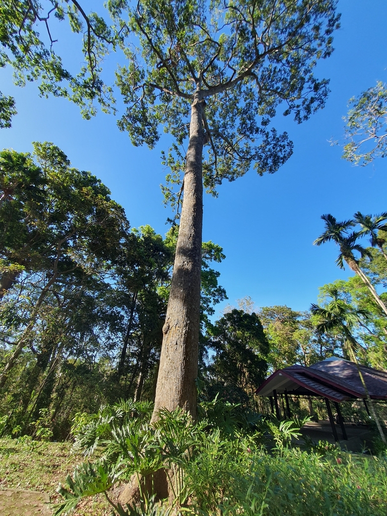 White Seraya in November 2024 by skdusgh0505 · iNaturalist