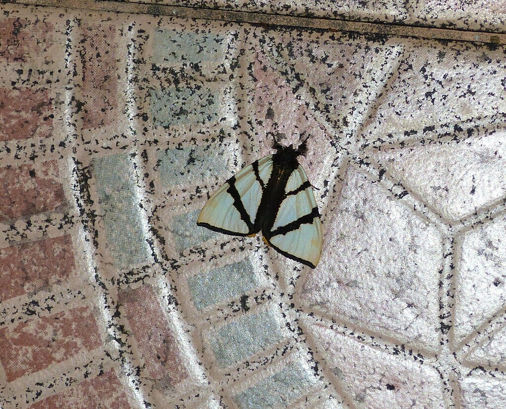 Numenes siletti from Chiang Dao, Chiang Dao District, Chiang Mai 50170 ...