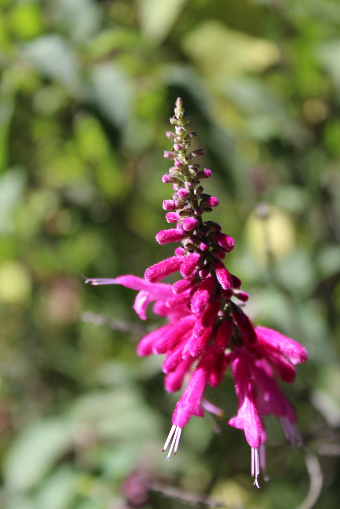 Mexican fuchsia sage from 48944 Puerto los Mazos, Jalisco, México on ...