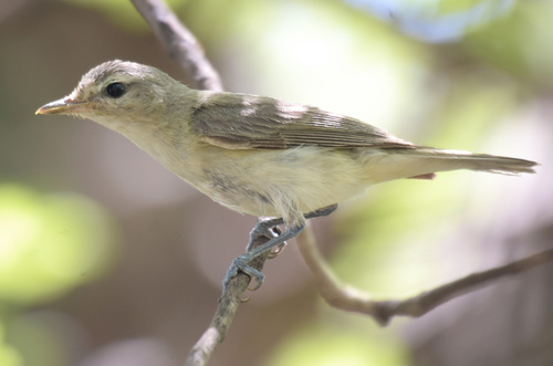 Baja Warbling Vireo (Vireo gilvus subsp. victoriae)