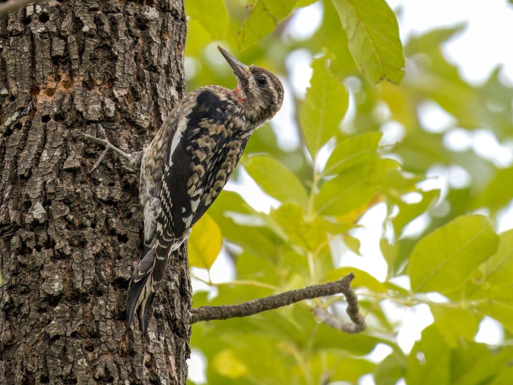 Yellow-bellied Sapsucker from Washington Avenue Coalition / Memorial ...