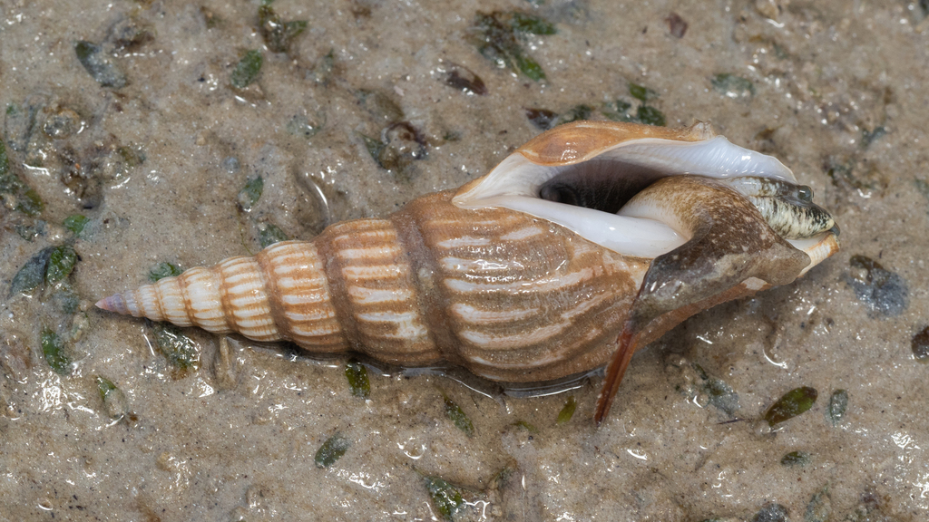 Doxander operosus from Lazarus Island Beach, Singapore on November 17 ...