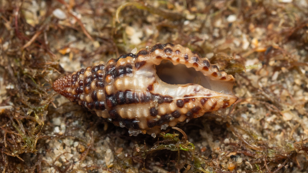 Engina armillata from Lazarus Island Beach, Singapore on November 17 ...