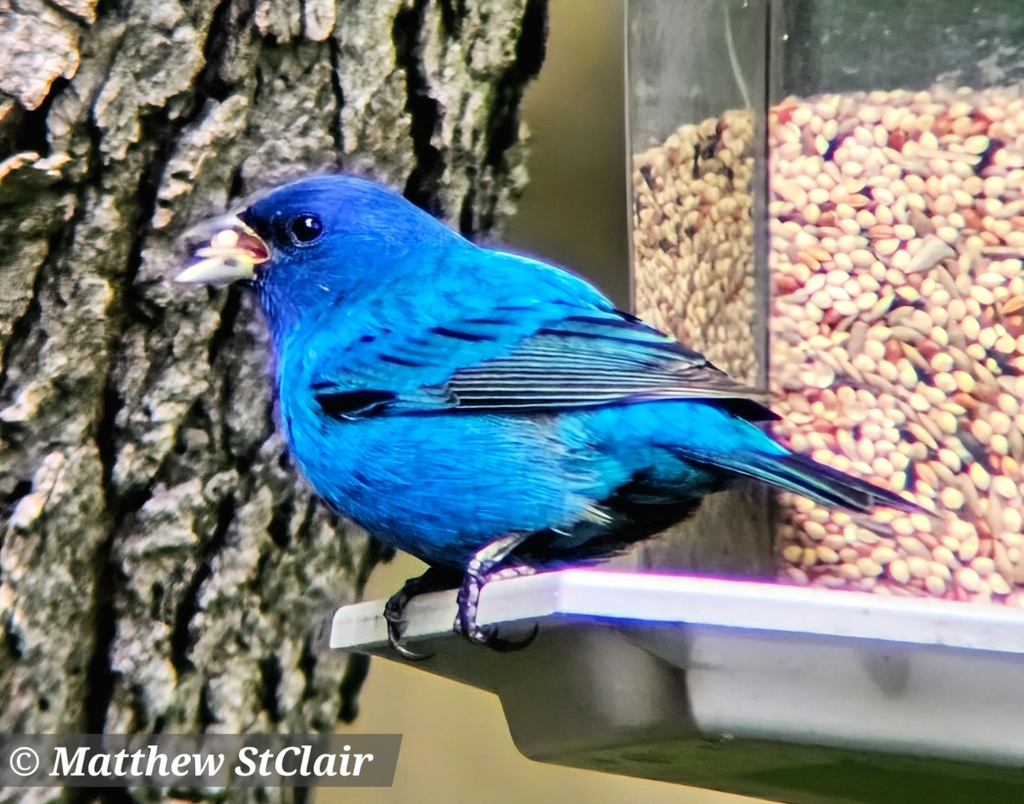 Indigo Bunting from Indiana County on May 6, 2024 at 11:29 AM by ...