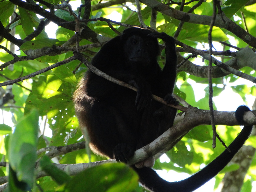 Mantled Howler Monkey from barro colorado on February 23, 2017 by ...