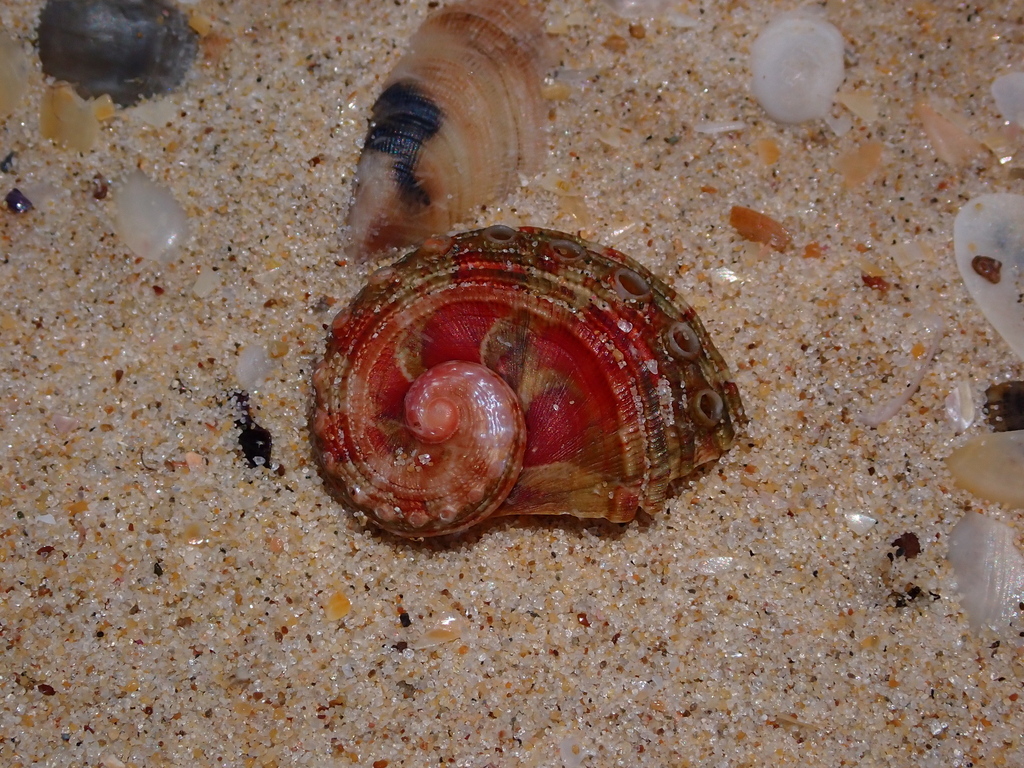 Brazier's ear shell from Urunga NSW 2455, Australia on November 27 ...