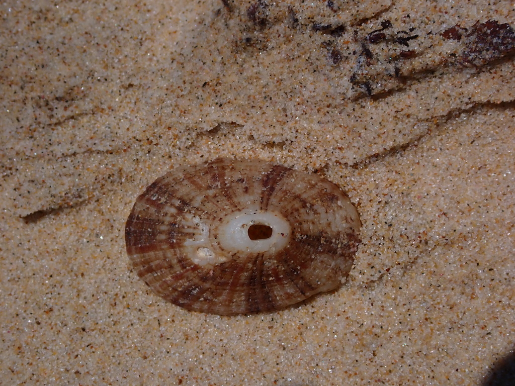 Diodora lineata from Urunga NSW 2455, Australia on November 27, 2024 at ...