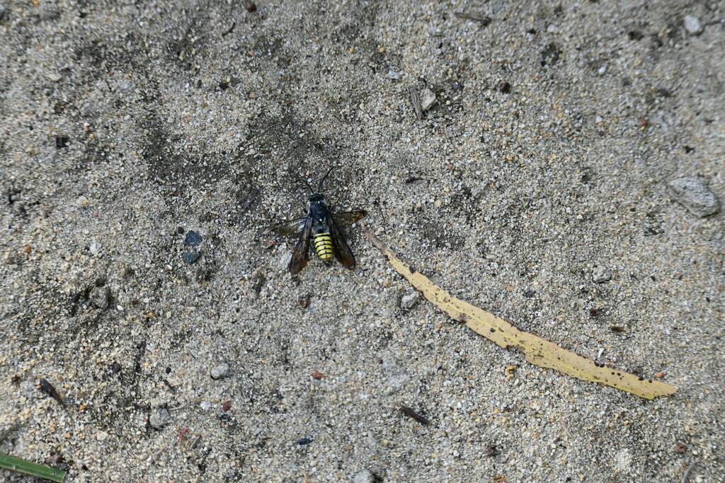 Insects from Yanchep National Park WA 6035, Australia on October 11 ...