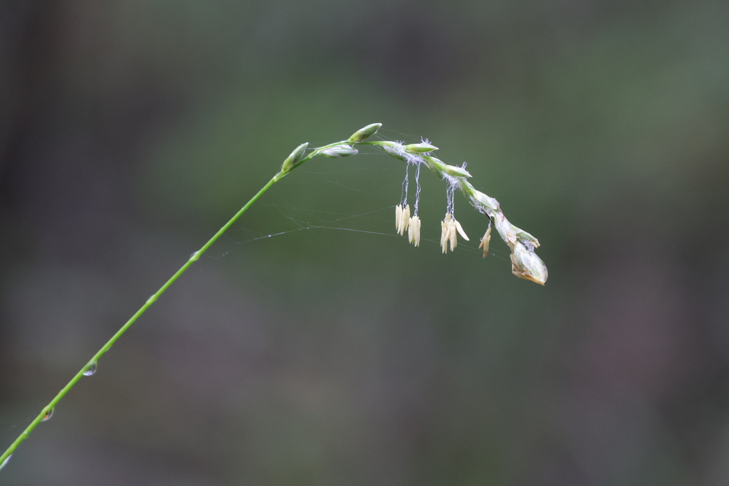 Forest Wire-grass from Launching Place VIC 3139, Australia on November ...