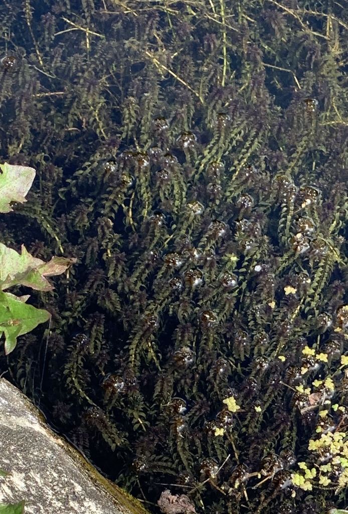 common waterweed (ADIRONDACK RESEARCH GUIDEBOOK) · iNaturalist