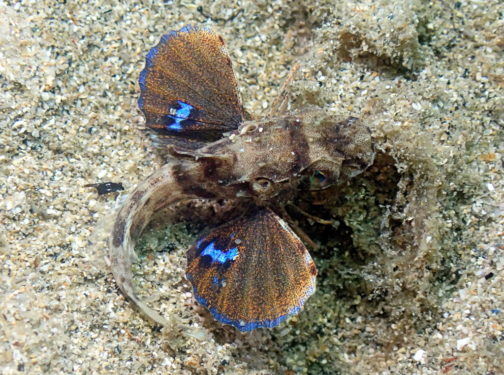 Red Gurnard from Sydney NSW, Australia on November 27, 2024 at 10:21 AM ...
