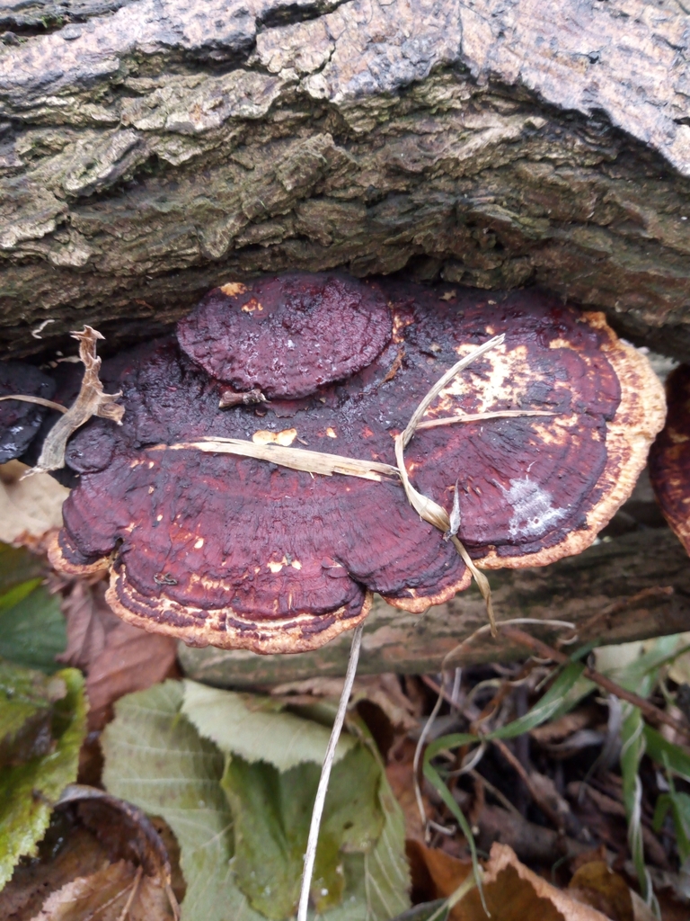 Thin-walled Maze Polypore from York YO10, UK on 27 November, 2024 at 10 ...