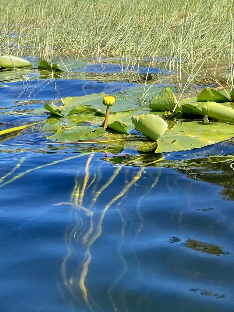 spatterdock from Marion County, FL, USA on November 26, 2024 at 01:22 ...