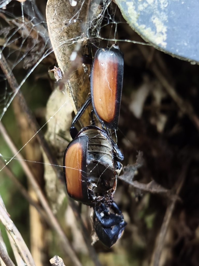 Neolucanus from Honghe Hani and Yi, CN-YN, CN on November 2, 2024 at 05 ...