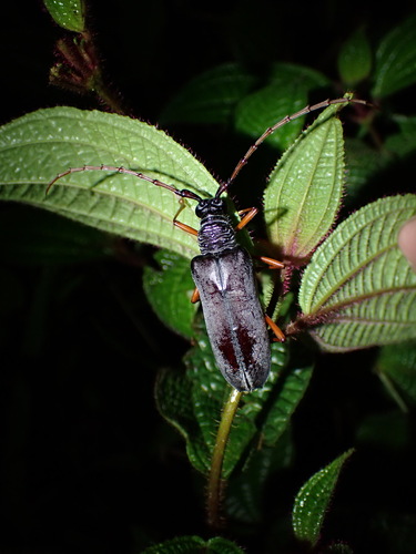 Neoplocaederus bruncki · iNaturalist