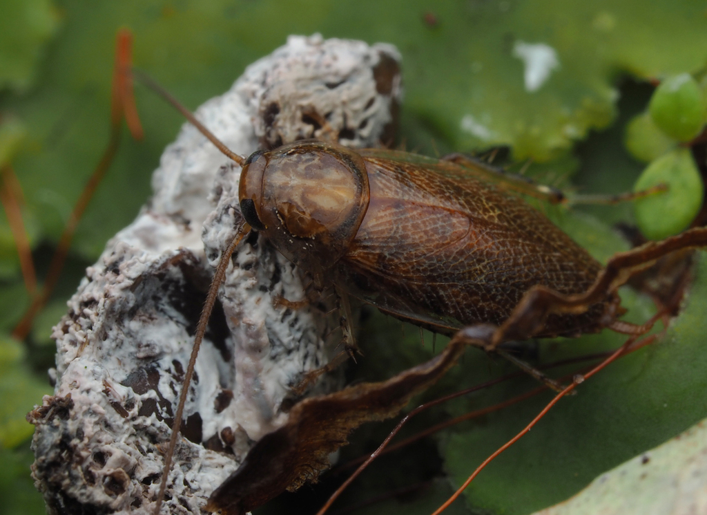 Parellipsidion latipenne from Oropi 3173, New Zealand on November 27 ...