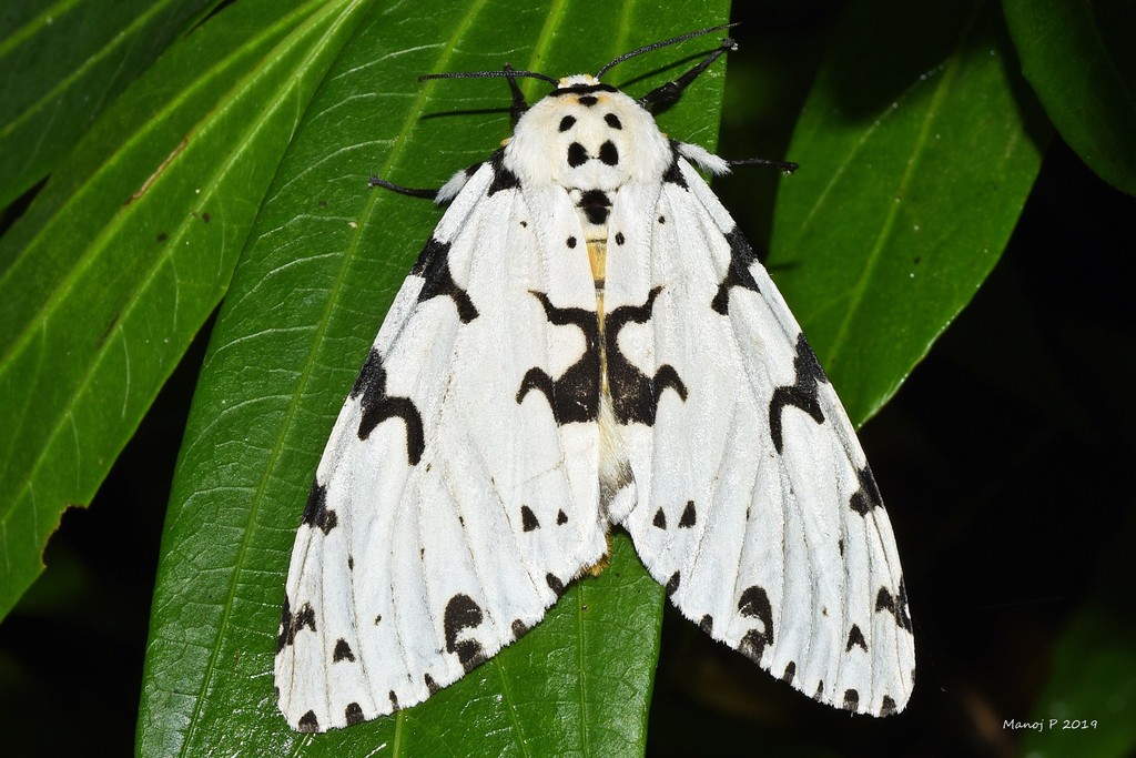 Lymantria todara from Nedumpura, Kerala, India on July 1, 2019 at 08:23 ...