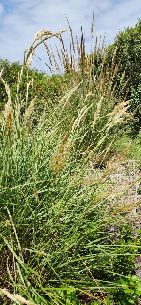grasses from Betty's Bay, 7141, South Africa on November 27, 2024 at 01 ...
