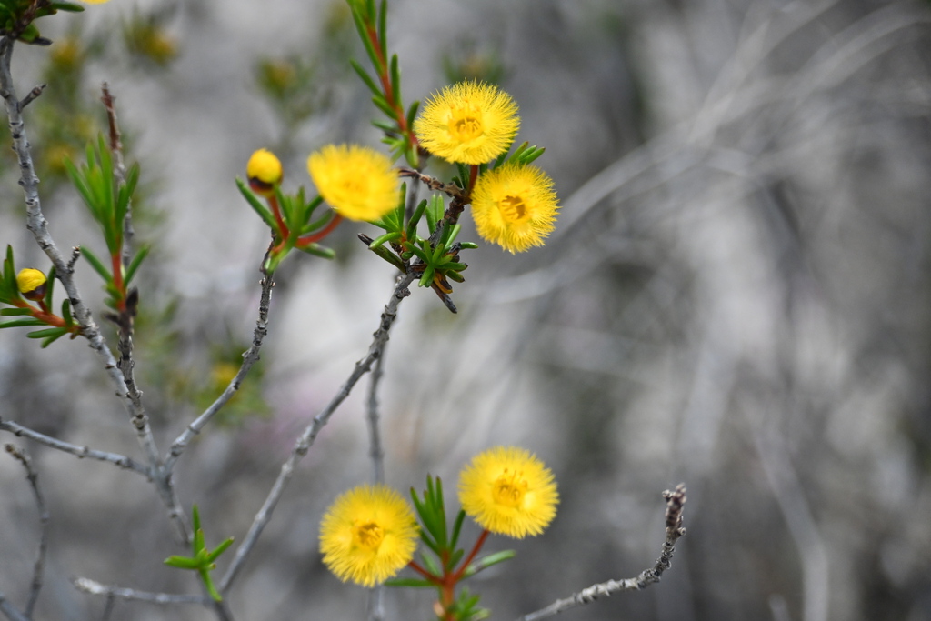 featherflowers from Badgingarra National Park WA 6521, Australia on ...