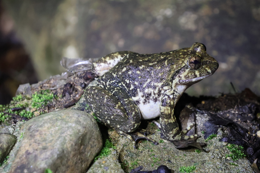 Giant Spiny Frog in July 2024 by LinZhanquan · iNaturalist