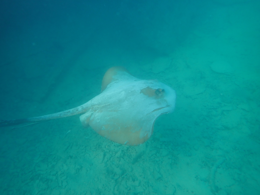 Broad Cowtail Stingray from Calliope - Pt B, AU-QL, AU on November 26 ...