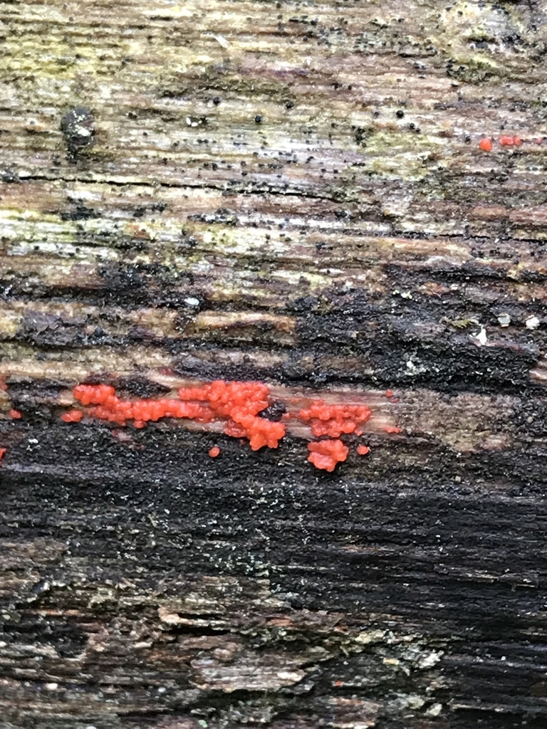 Fungi Including Lichens from Monroe County, US-PA, US on July 18, 2019 ...