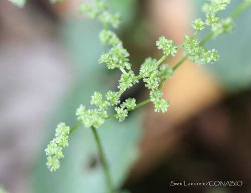 Chichicastle (Pilea pubescens)