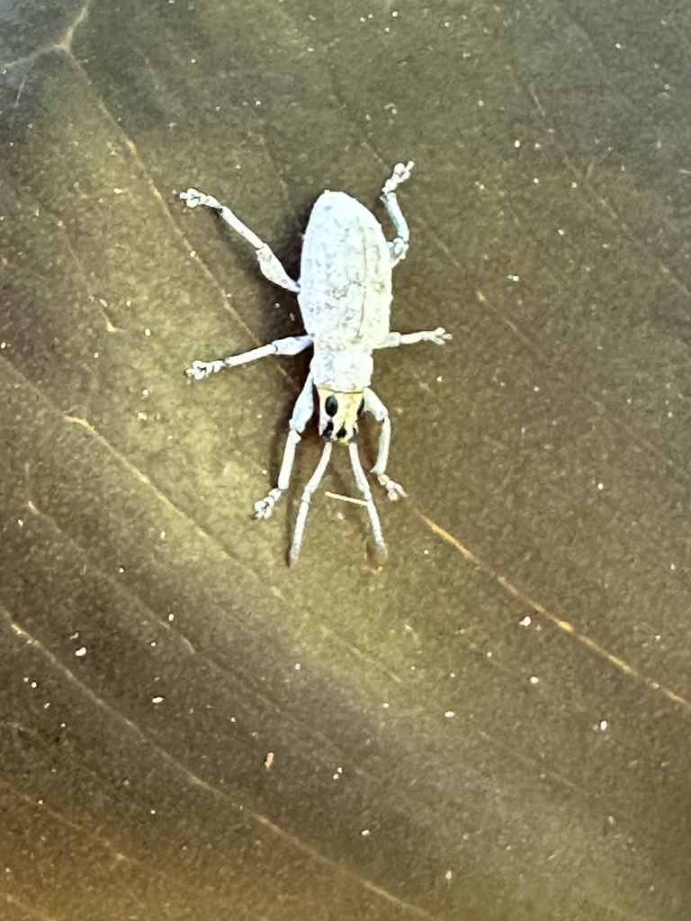 Sri Lanka Weevil from Gulf Gate Dr, Gulf Gate Estates, FL, US on ...