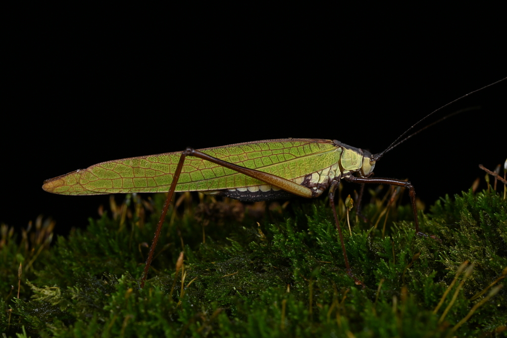 Elimaea from 中国云南省昆明市西山区 on November 23, 2024 at 08:13 PM by 山雀 ...