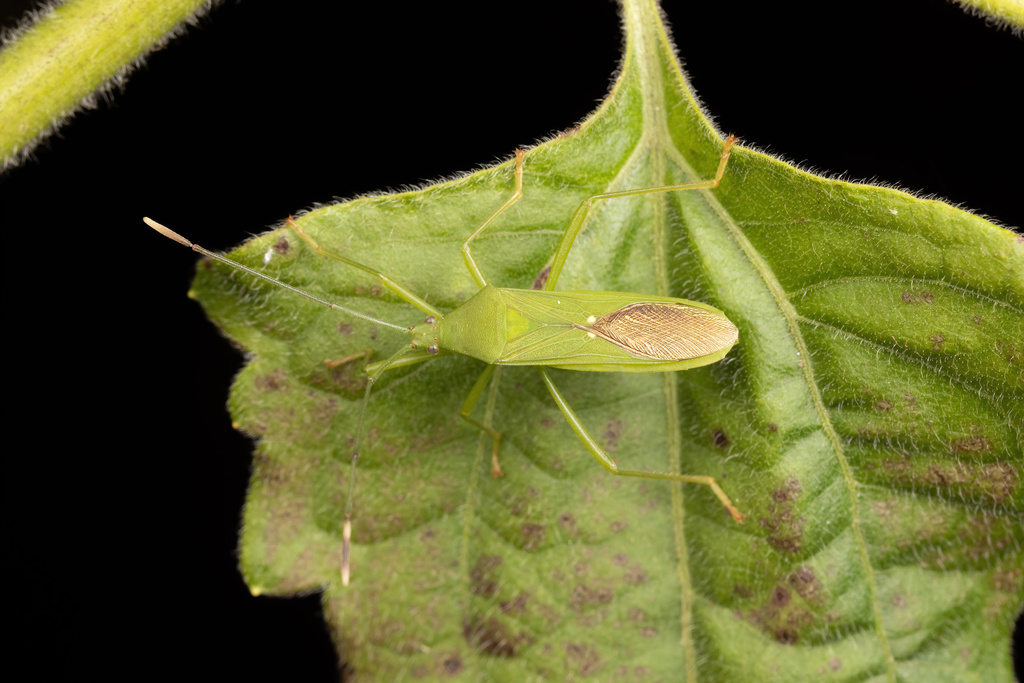 Homoeocerus graminis from 中国云南省临沧市耿马傣族佤族自治县 on November 27, 2024 at 06: ...