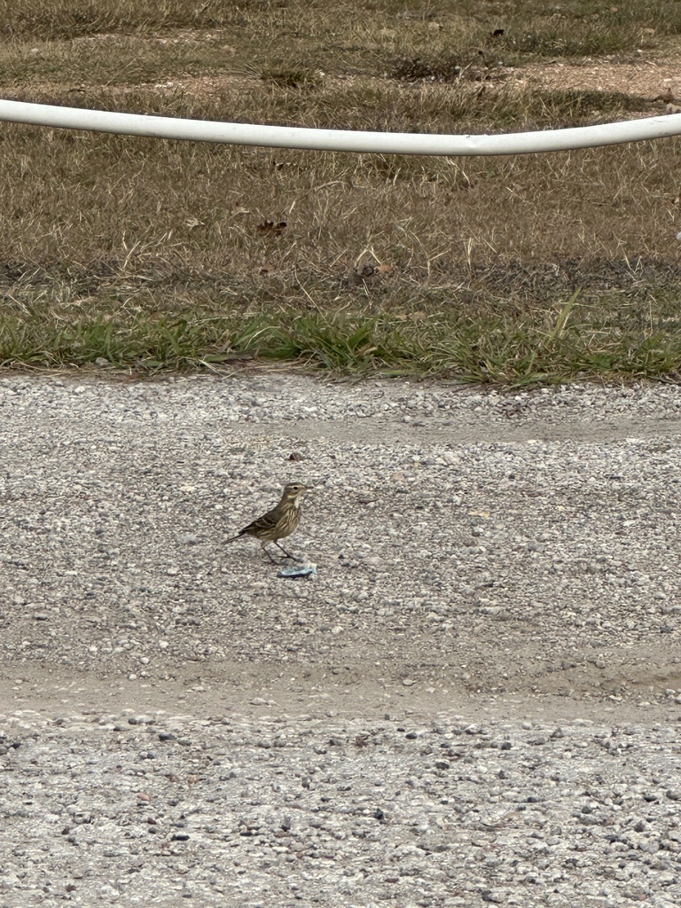 American Pipit from Lake Walter E. Long, Austin, TX, US on November 27 ...