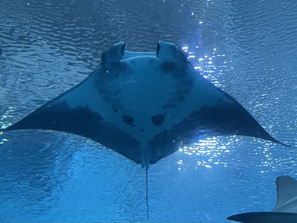 Devil Rays from Georgia aquarium, Atlanta, GA, US on March 21, 2022 at ...
