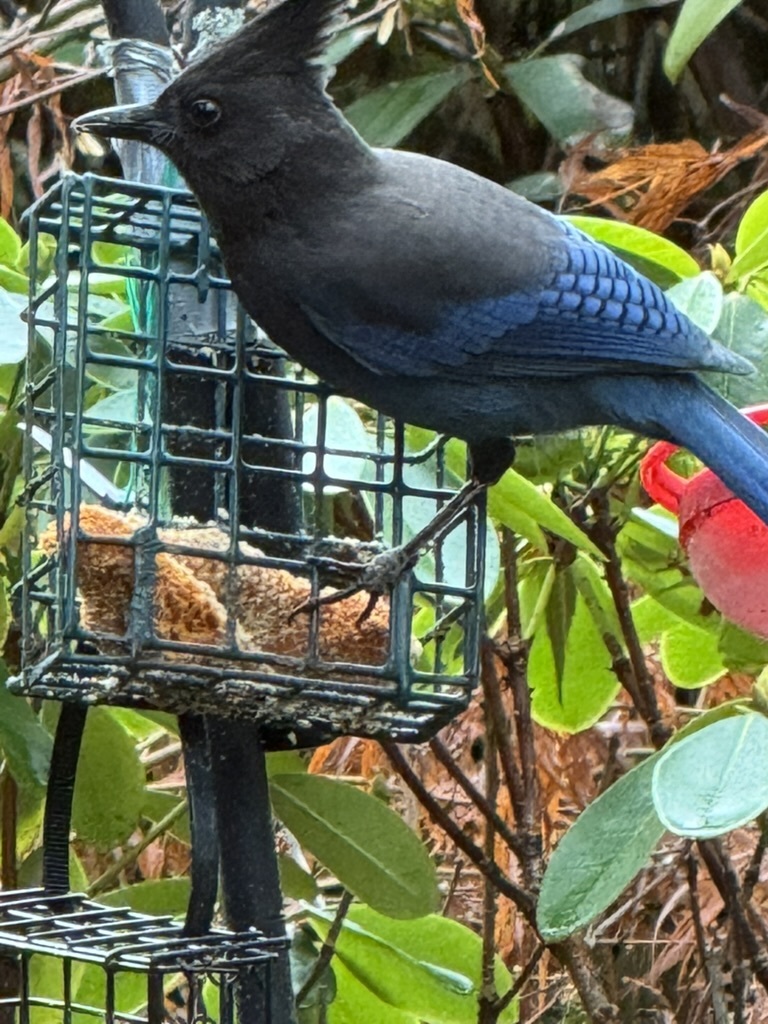 Steller's Jay from Thurston County, WA, USA on November 26, 2024 at 11: ...