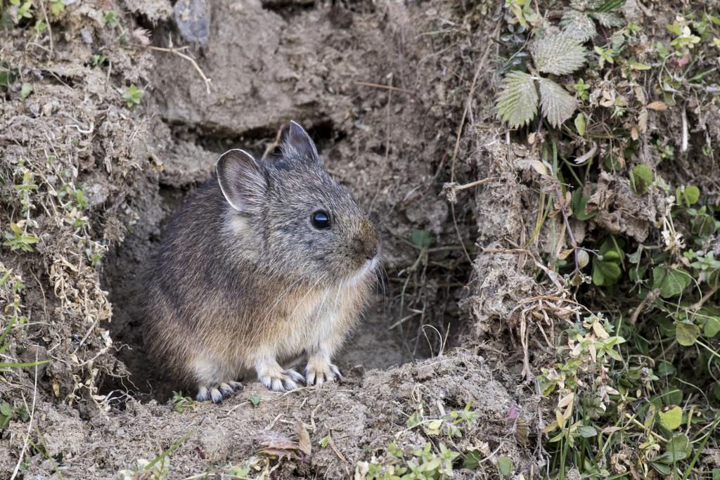 Himalayan Pika from Tungnath, Uttarakhand, India on November 20, 2024 ...