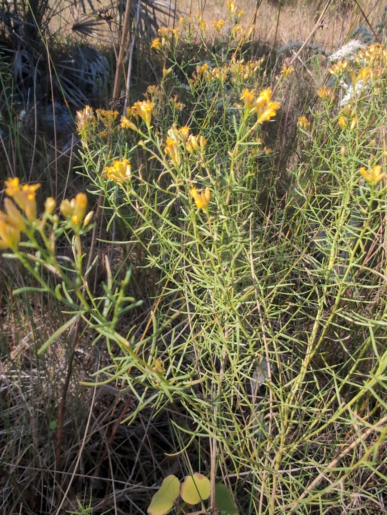 slender goldentop from West Palm Beach, FL 33412, USA on November 27 ...