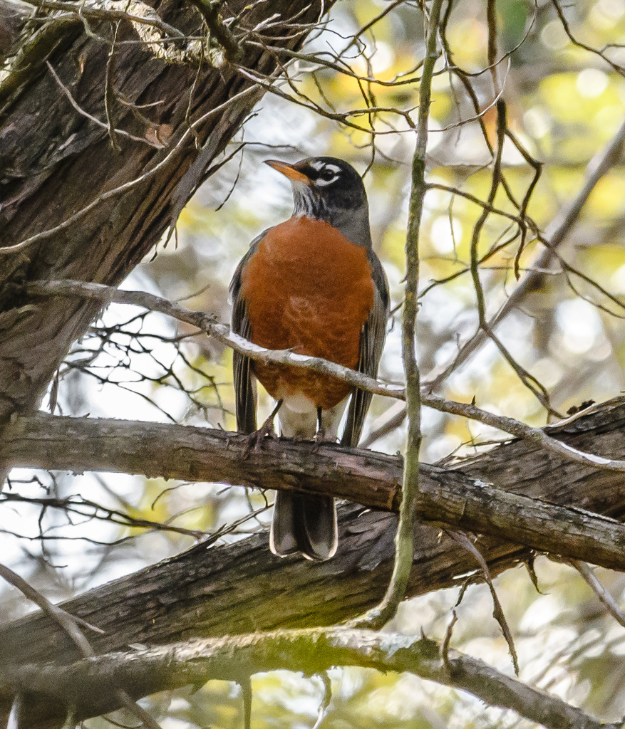 American Robin from West Oak Hill, Austin, TX, USA on November 27, 2024 ...