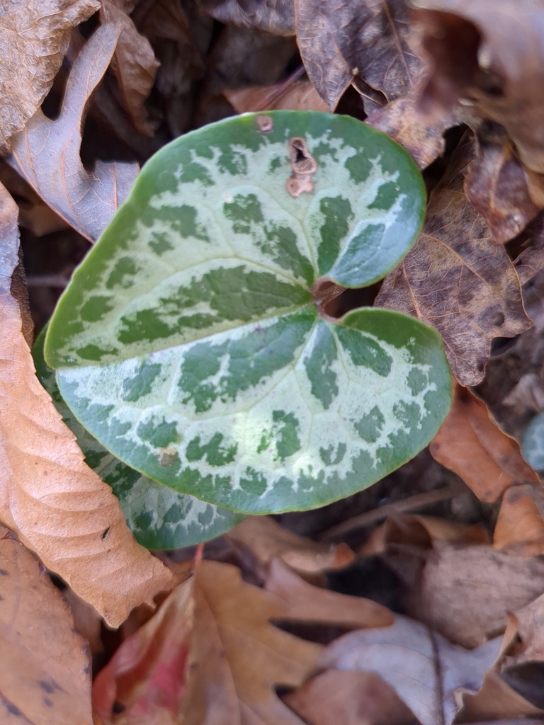 little heartleaf from Waxhaw, NC 28173, USA on November 27, 2024 at 12: ...