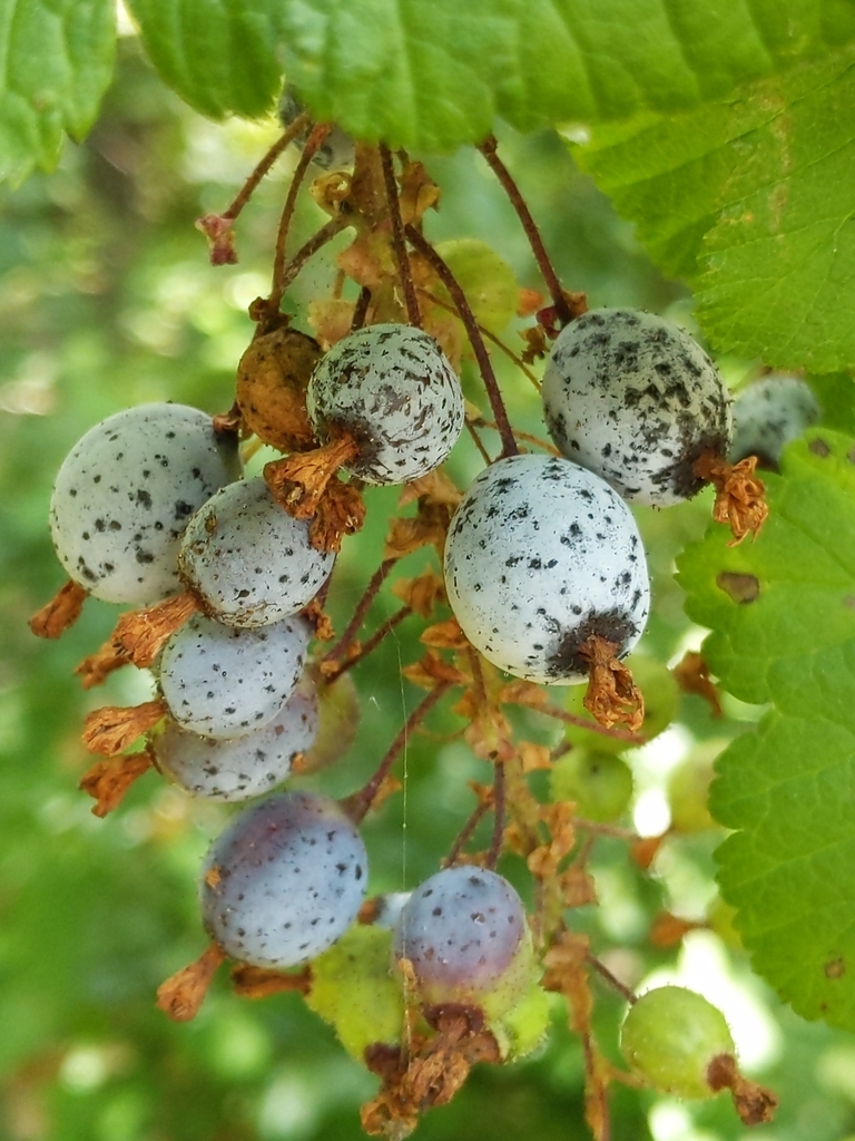 Red-flowering Currant from Big Sur, CA 93920, USA on July 17, 2019 at ...