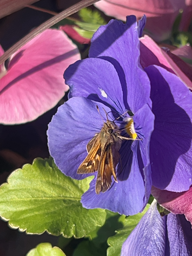 Huron Sachem from Camden on November 25, 2024 at 02:31 PM by ...