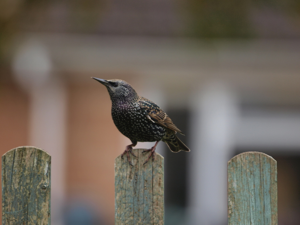 European Starling from Kent Downs AONB, Ashford, England, GB on ...