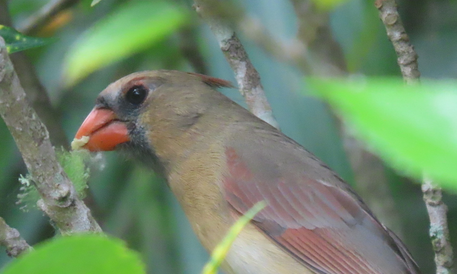 Northern Cardinal in November 2024 by Di · iNaturalist