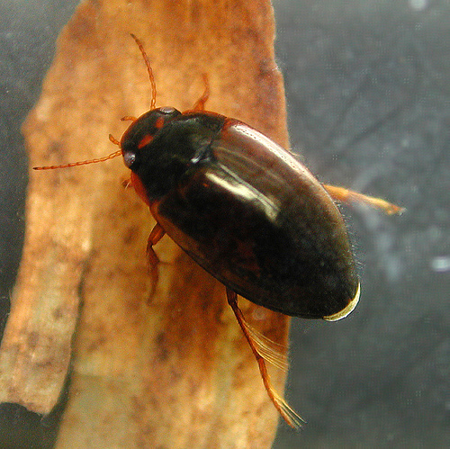 Predatory Aquatic Beetles (NPS National Capital Region Beetle Species ...