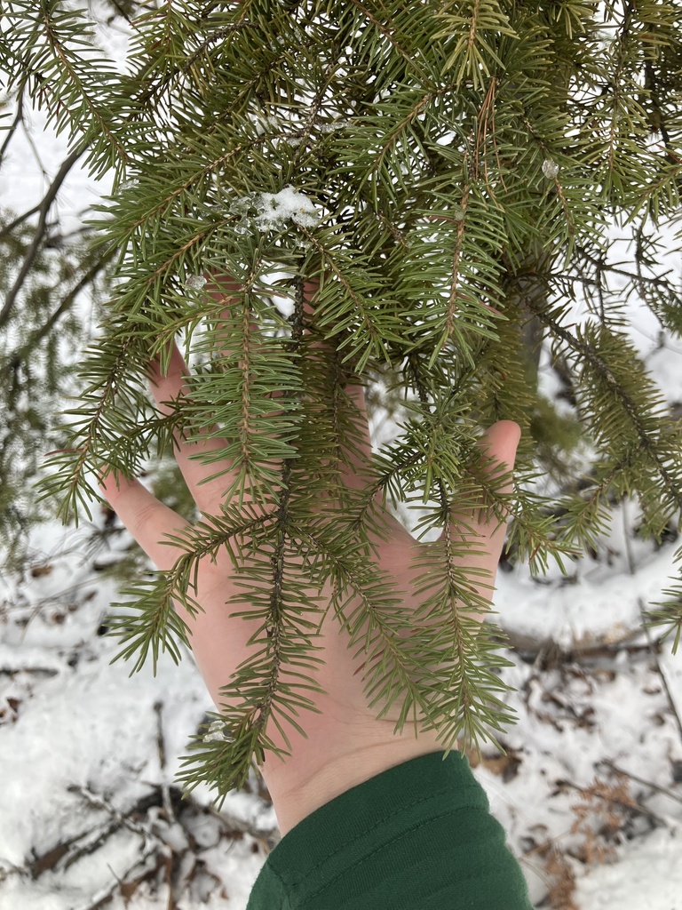 white spruce from Canyon Ridge Rd, Negaunee, MI, US on November 27 ...