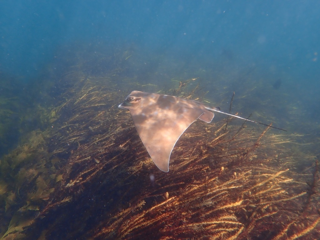 Southern Eagle Ray from Auckland, New Zealand on November 27, 2024 at ...
