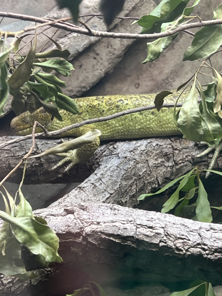Solomon Islands Skink from Virginia Zoo, Norfolk, VA, US on November 27 ...