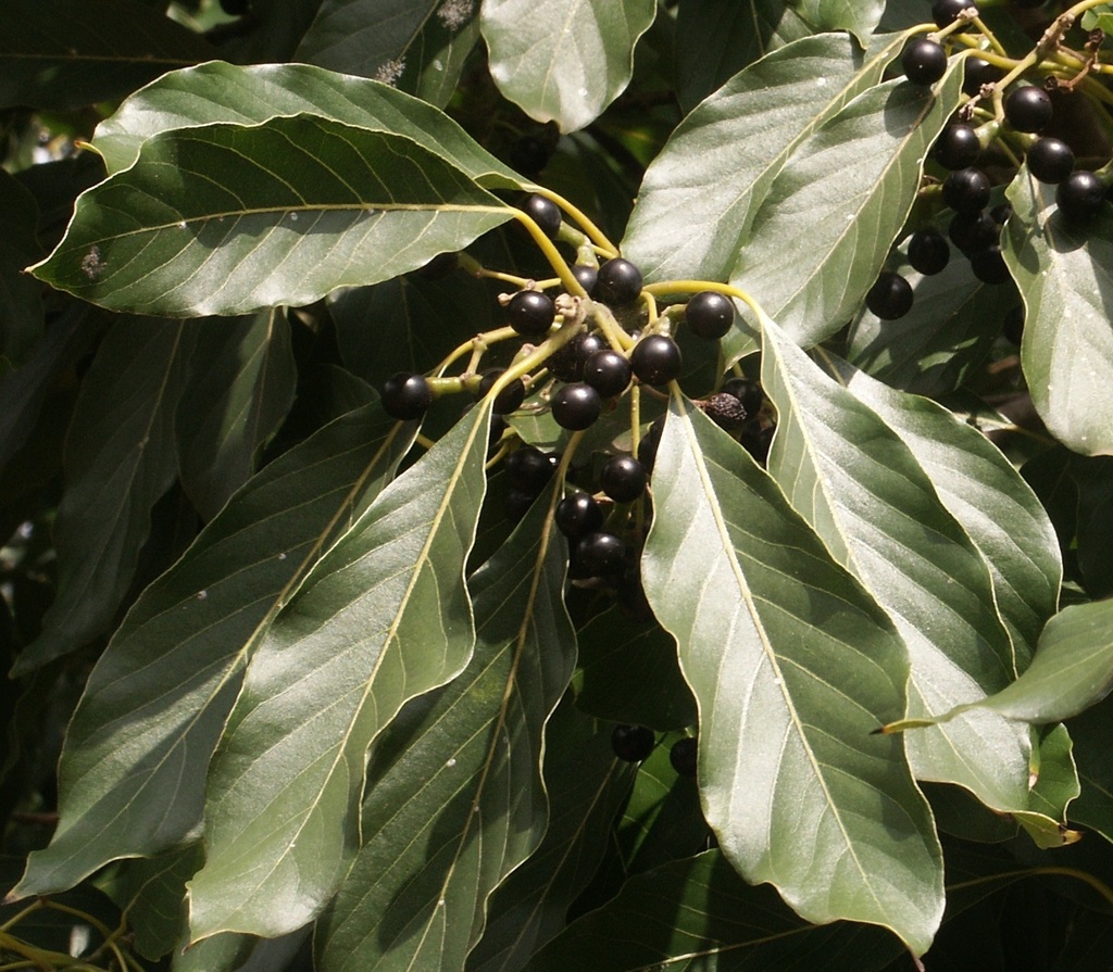 (Litsea sebifera) - Botanical Realm