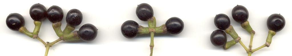 (Litsea sebifera) - Botanical Realm