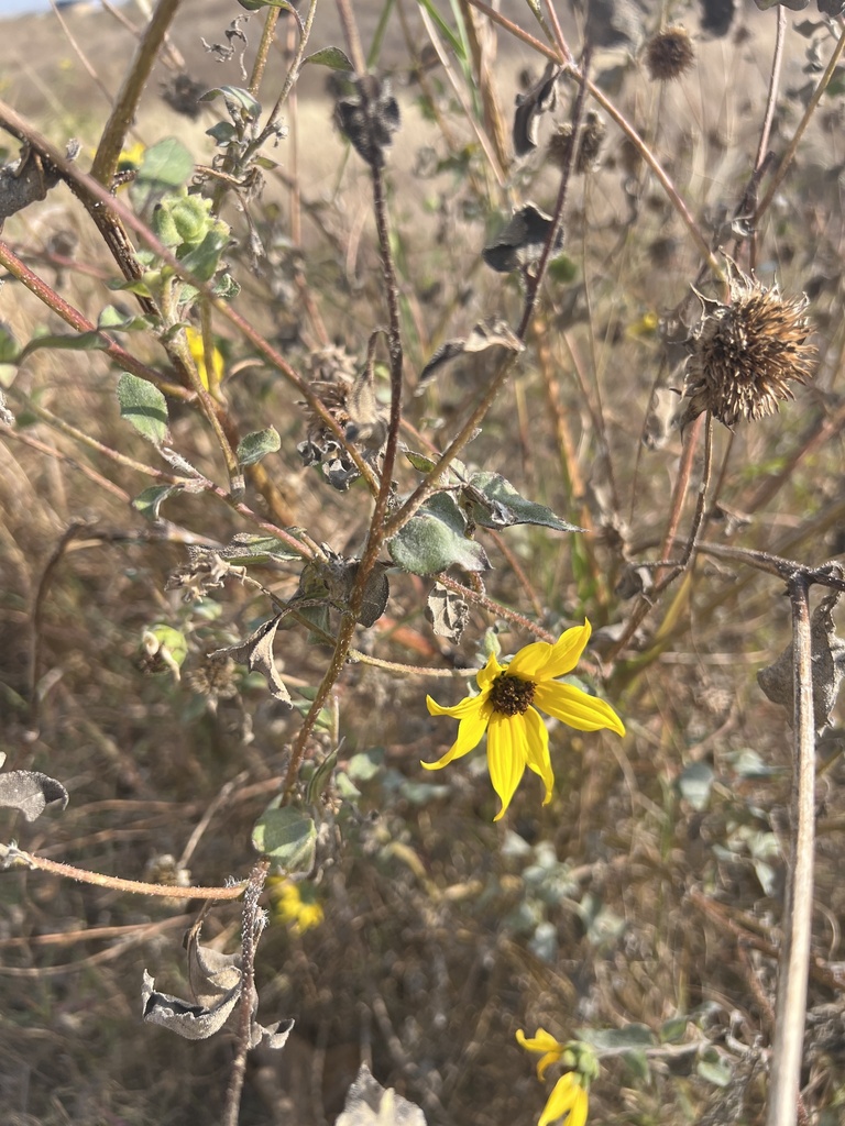 Common Sunflower from N I-35 Frontage Rd, New Braunfels, TX, US on ...